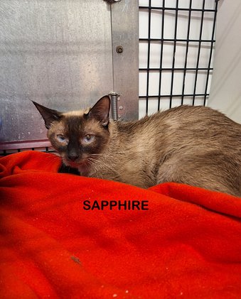 Home - kingmancountyhumanesociety.org