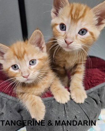 Home - kingmancountyhumanesociety.org