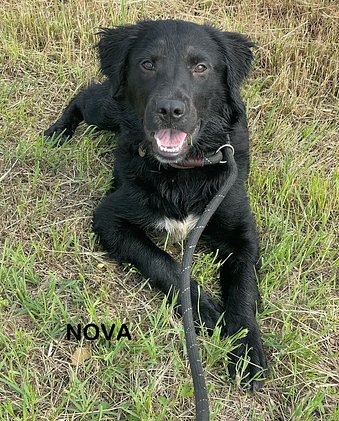 Home - kingmancountyhumanesociety.org