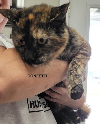 Home - kingmancountyhumanesociety.org