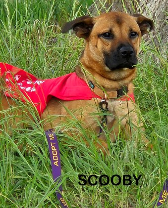 Home - kingmancountyhumanesociety.org